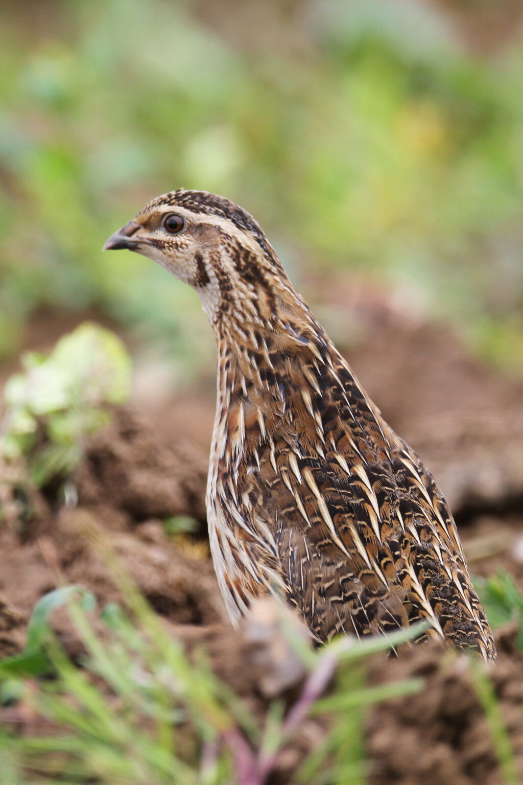 La caille des blés - FDC 85