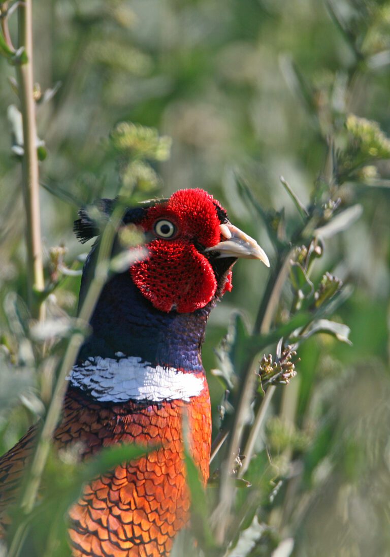 Le faisan commun - FDC 85